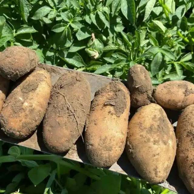 AgHub - Trical Group