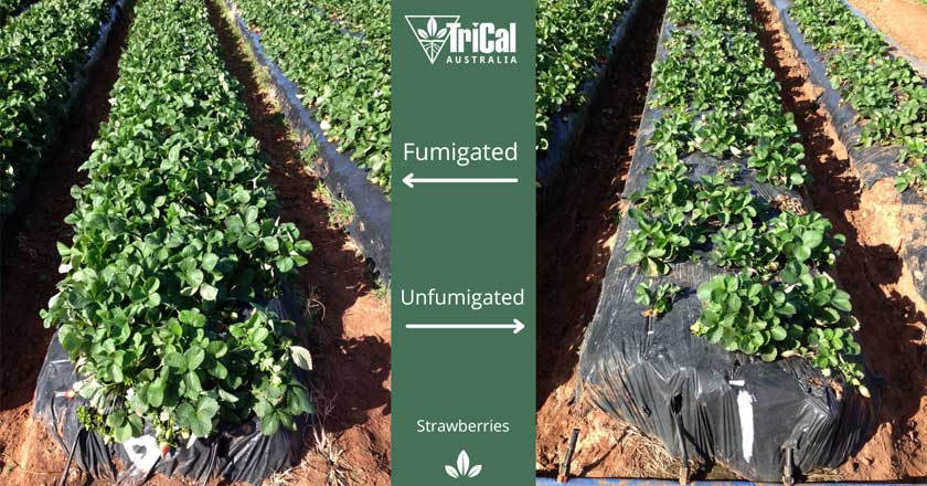 AgHub - Trical Group